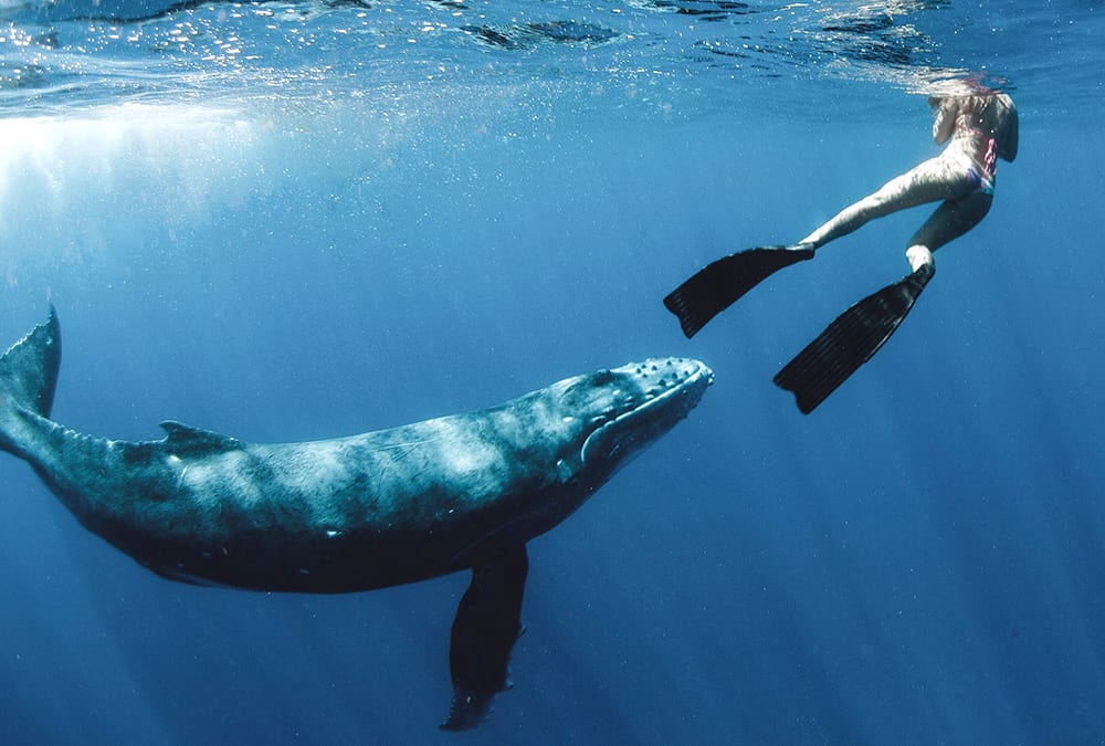 OceanZen: Empowering Women Who Loves to Take Care of the Ocean - Seams ...